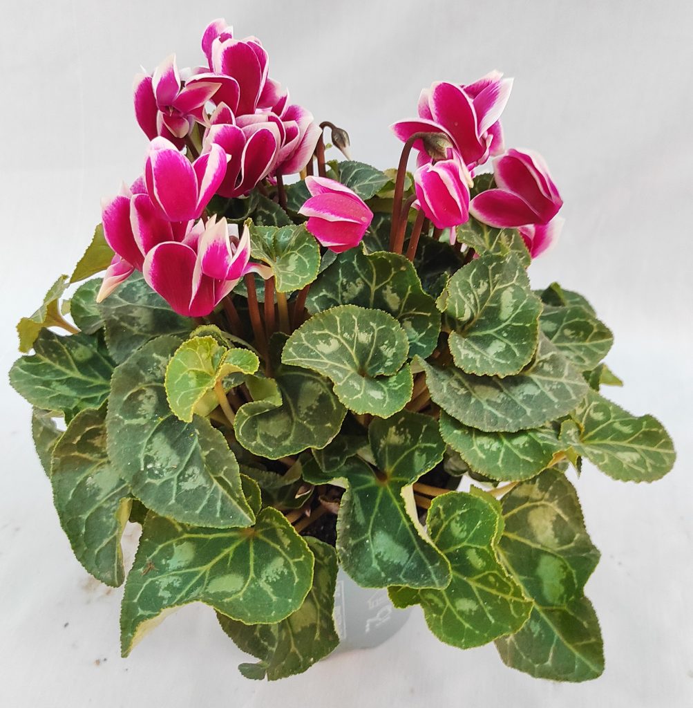 Cyclamen – Om Nursery Nepal